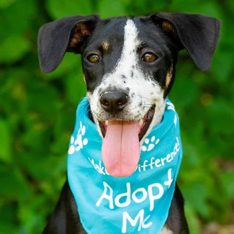 how-to-rescue-a-dog-part-two-well-behaved-dogs